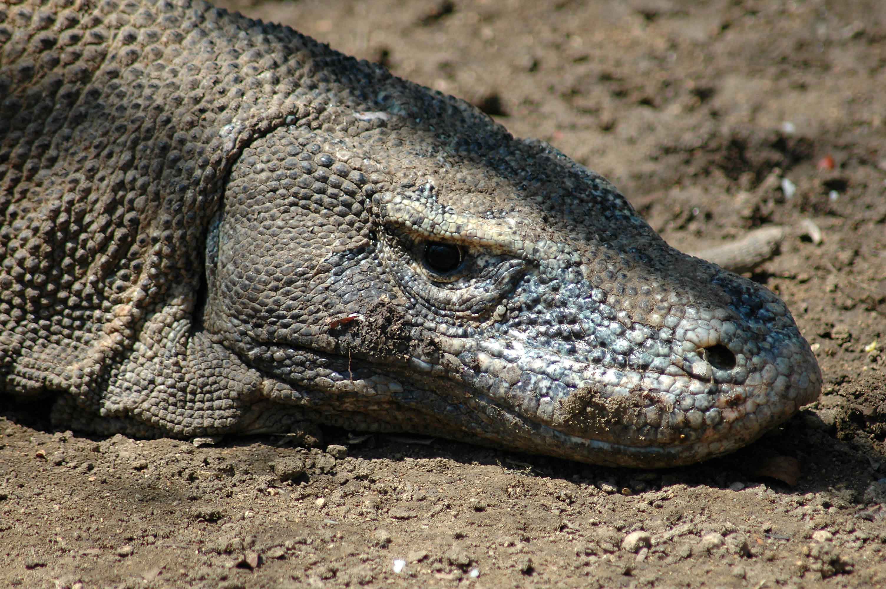 Filmy z plecaka » Zachwycający rejs Flores-Rinca-Komodo-Sumbawa-Lombok